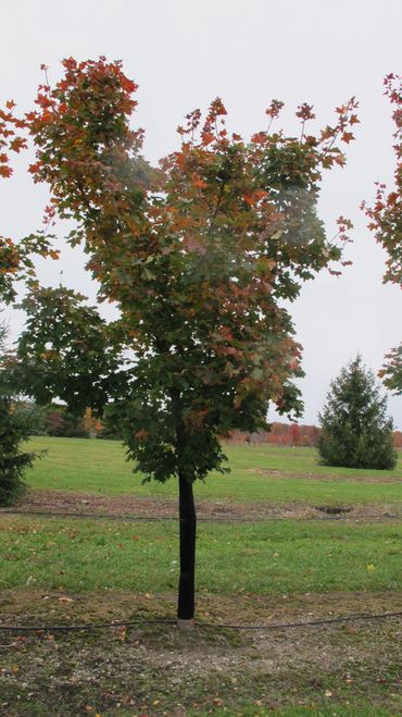 Pacific Sunset Maple